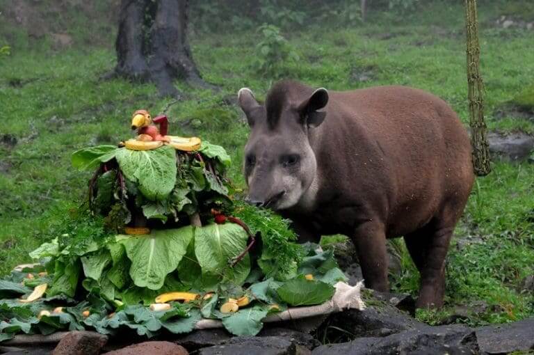 Zoológico GramadoZoo em Gramado | Dicas do Nosso Brasil